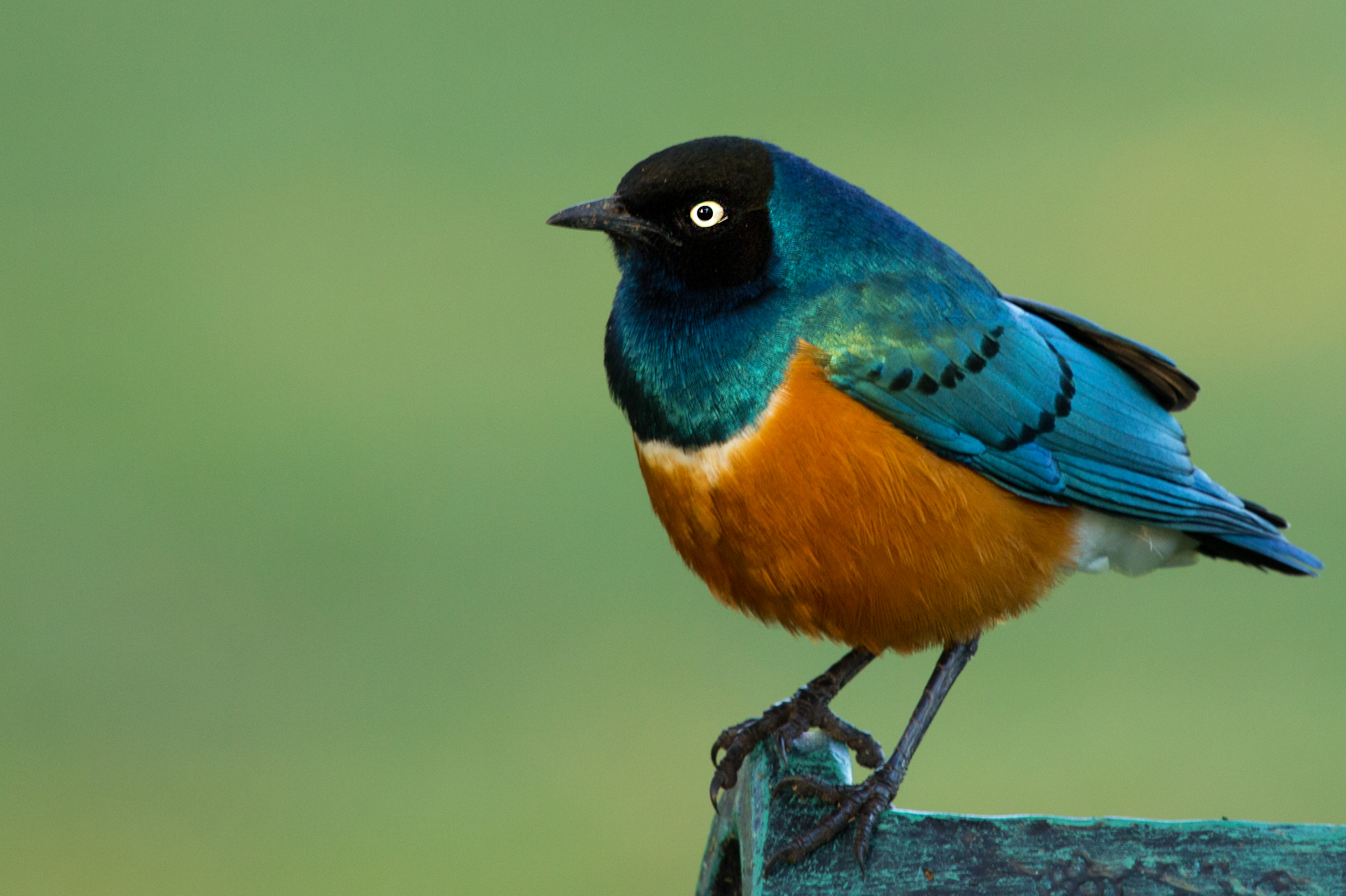 Superb Starling (Lamprotornis superbus) :: BirdWeather