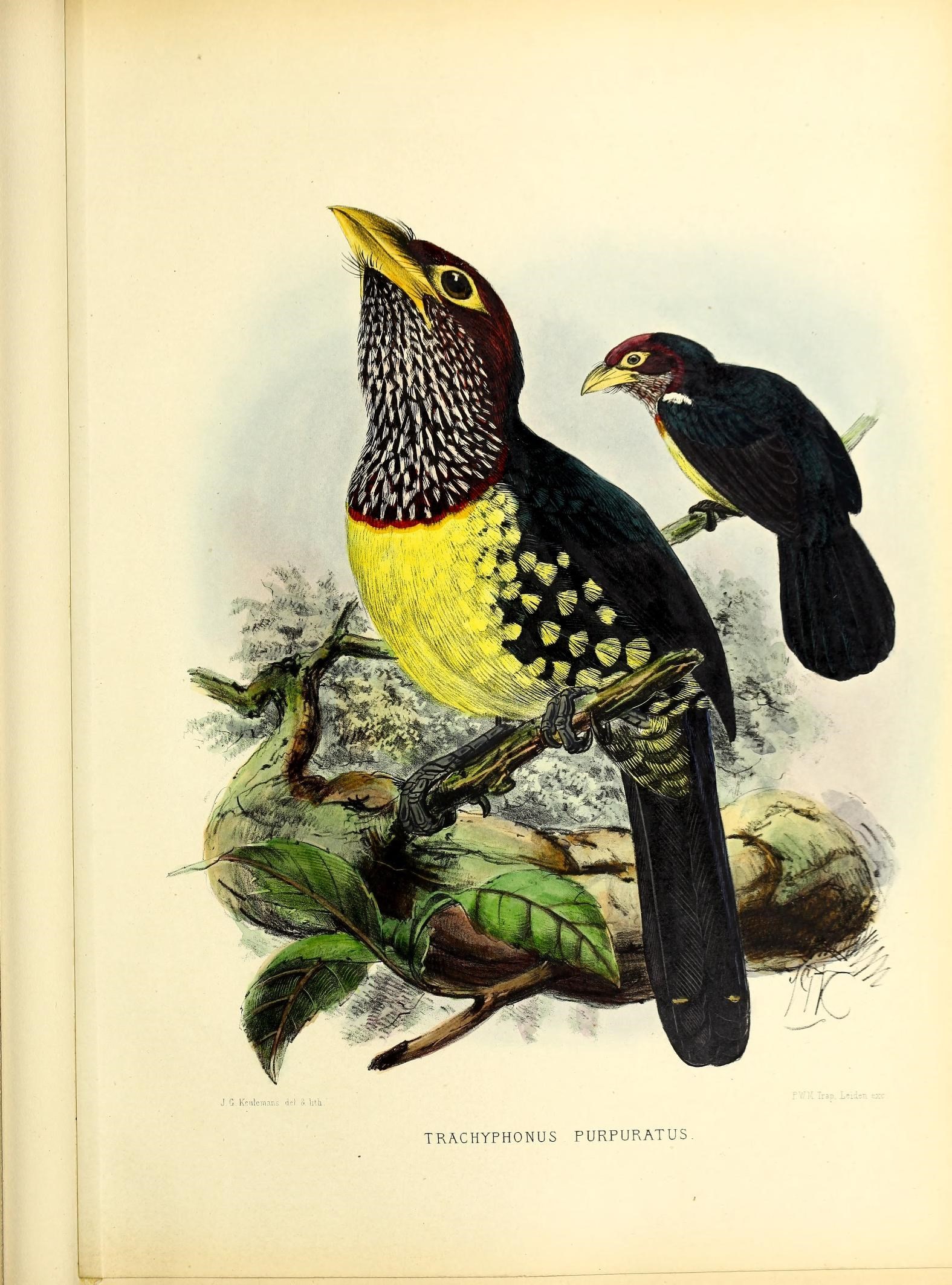 Yellow-billed Barbet (Trachyphonus purpuratus) :: BirdWeather