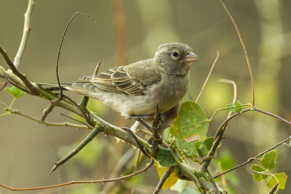 Yellow-spotted Bush Sparrow (Gymnoris pyrgita) :: BirdWeather