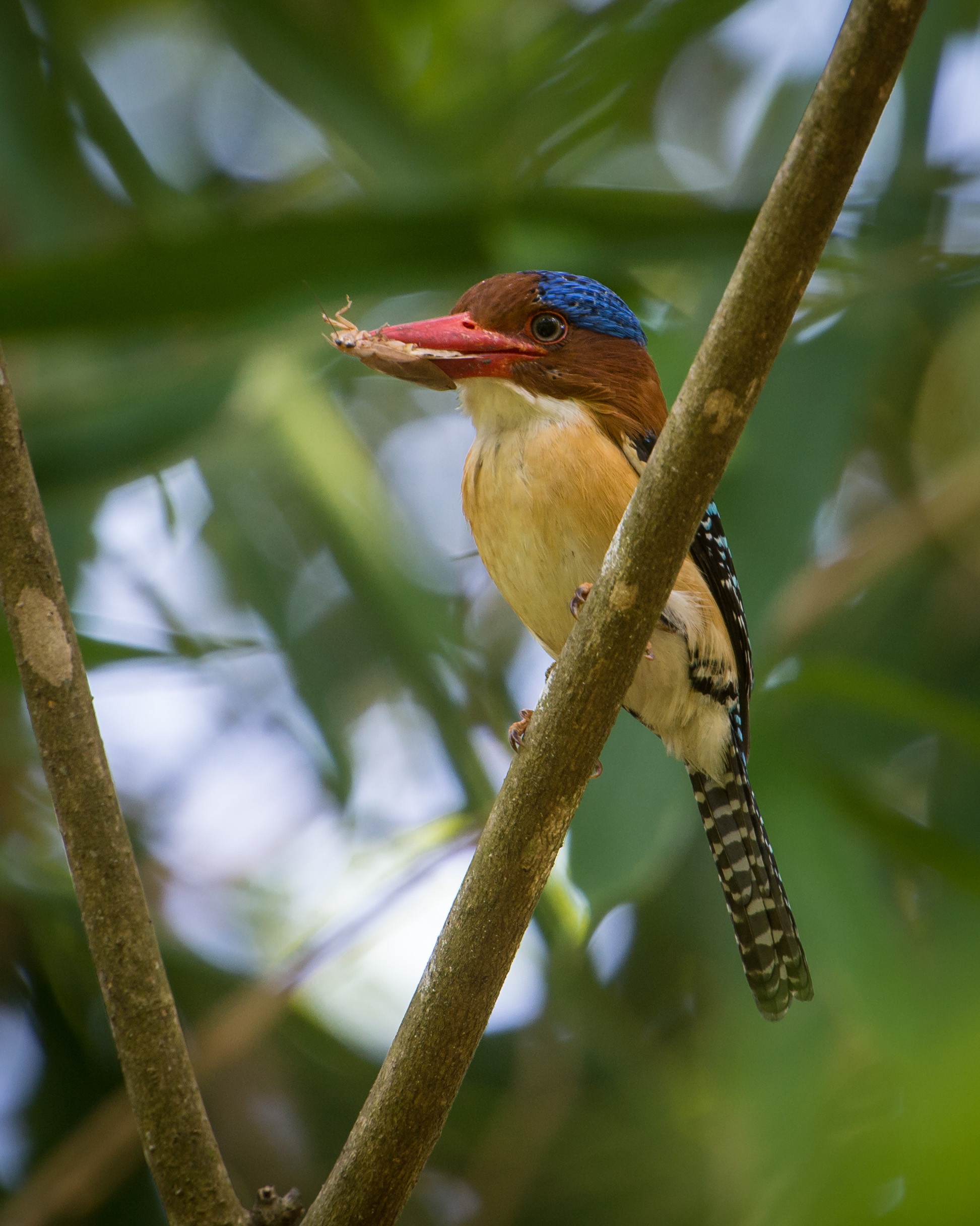Banded Kingfisher (Lacedo pulchella) :: BirdWeather
