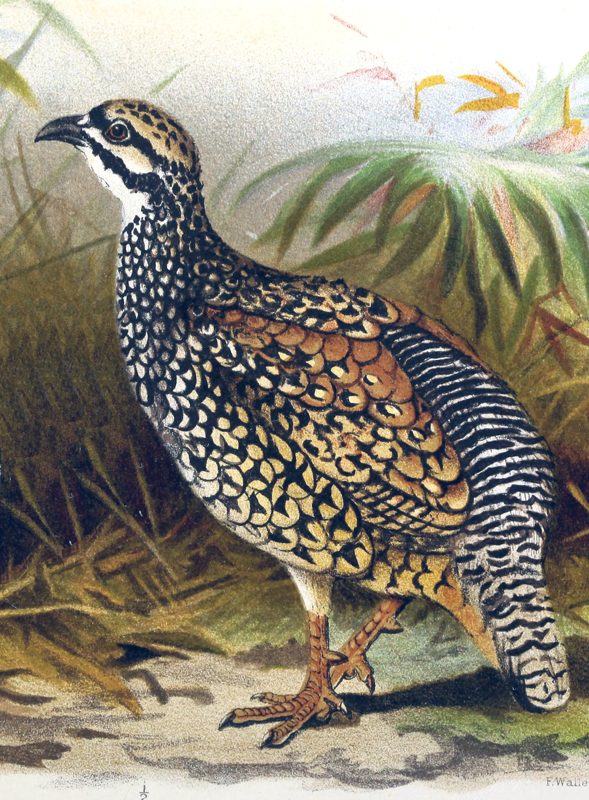 Chinese Francolin (Francolinus pintadeanus) :: BirdWeather