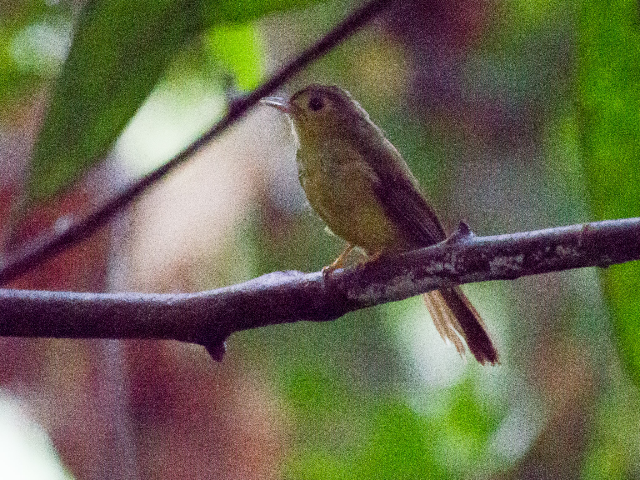 Hairy-backed Bulbul (Tricholestes criniger) :: BirdWeather