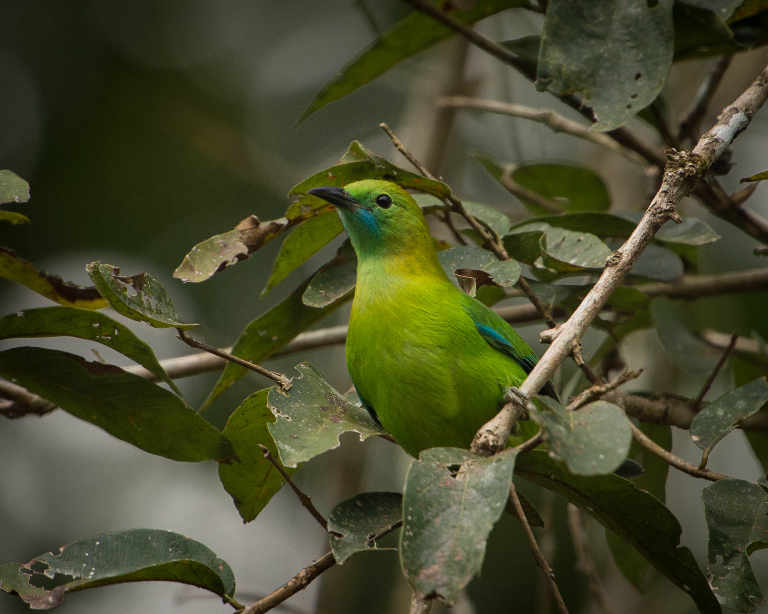 Lesser Green Leafbird (Chloropsis cyanopogon) :: BirdWeather