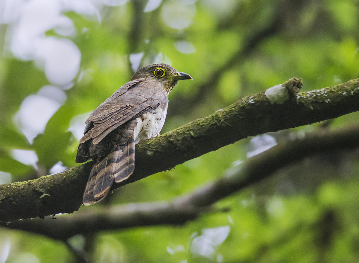 Malaysian Hawk-Cuckoo (Hierococcyx fugax) :: BirdWeather