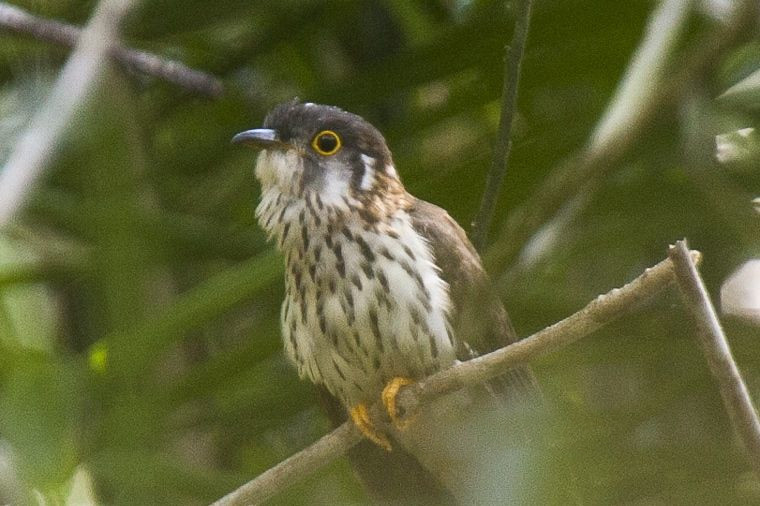 Moustached Hawk-Cuckoo (Hierococcyx vagans) :: BirdWeather