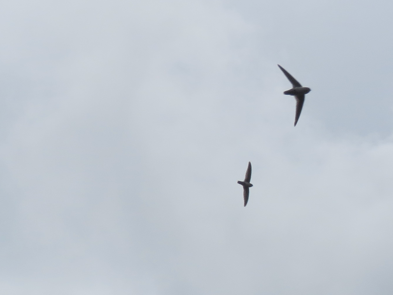 Plume-toed Swiftlet (Collocalia affinis) :: BirdWeather