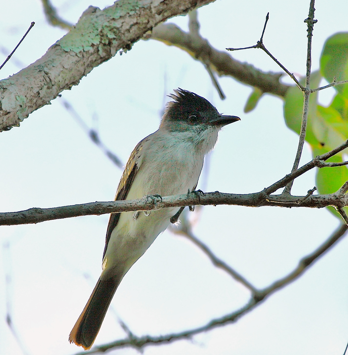 Sibilant Sirystes (Sirystes sibilator) :: BirdWeather
