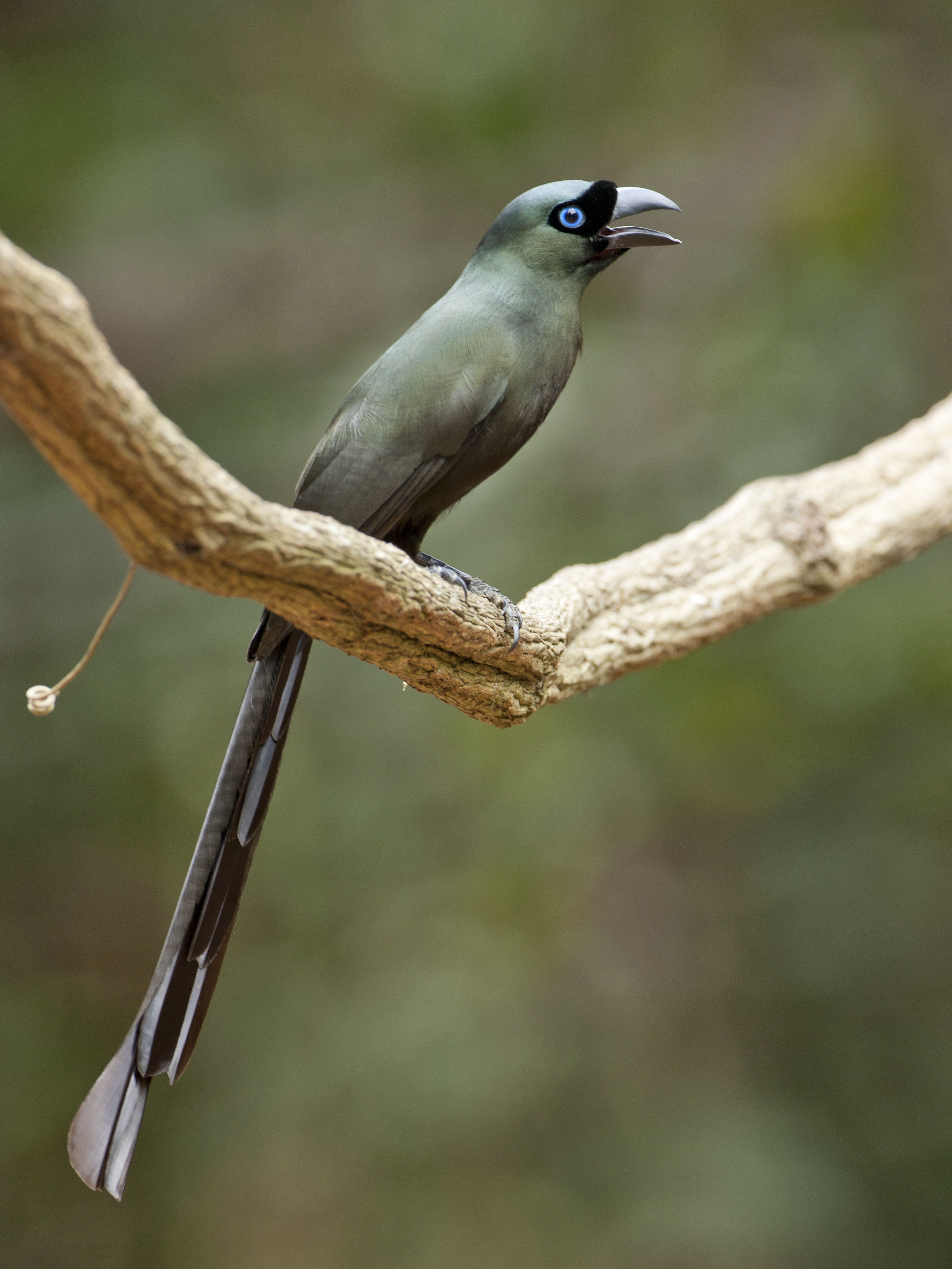 Racket-tailed Treepie (Crypsirina temia) :: BirdWeather