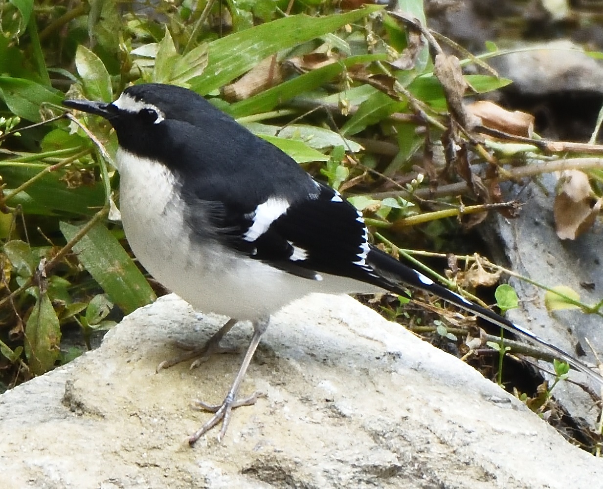 Slaty-backed Forktail (Enicurus schistaceus) :: BirdWeather
