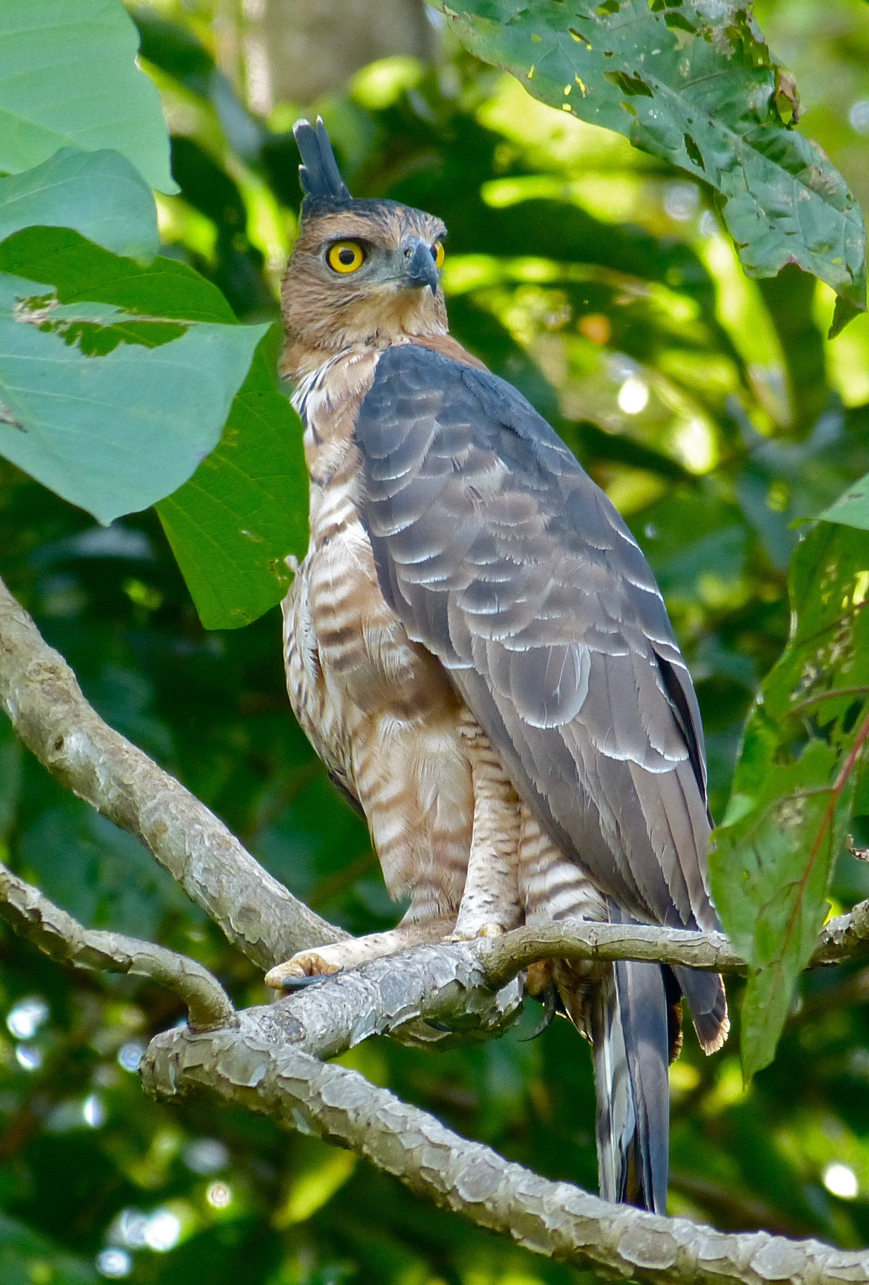 Wallace's Hawk-Eagle (Nisaetus nanus) :: BirdWeather