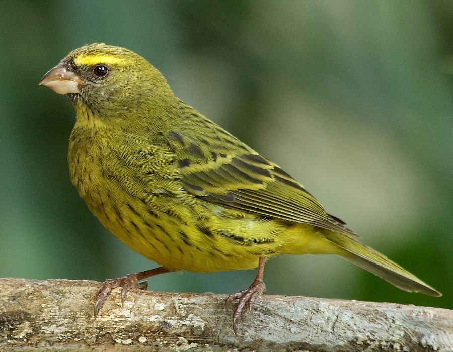 Forest Canary (Crithagra scotops) :: BirdWeather