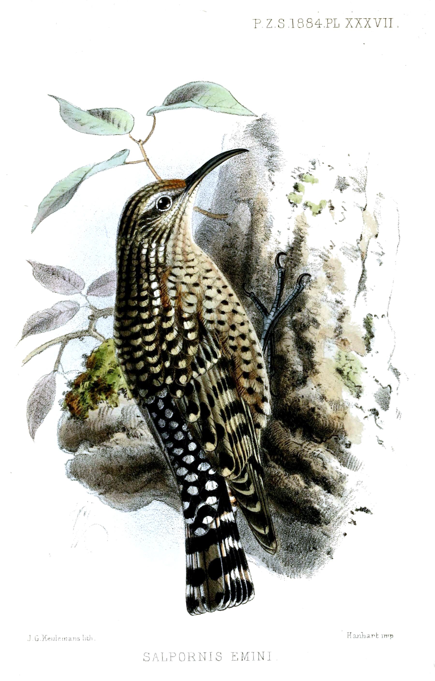 African Spotted Creeper (Salpornis salvadori) :: BirdWeather