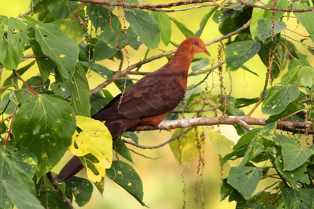 Philippine Cuckoo-Dove (Macropygia tenuirostris) :: BirdWeather