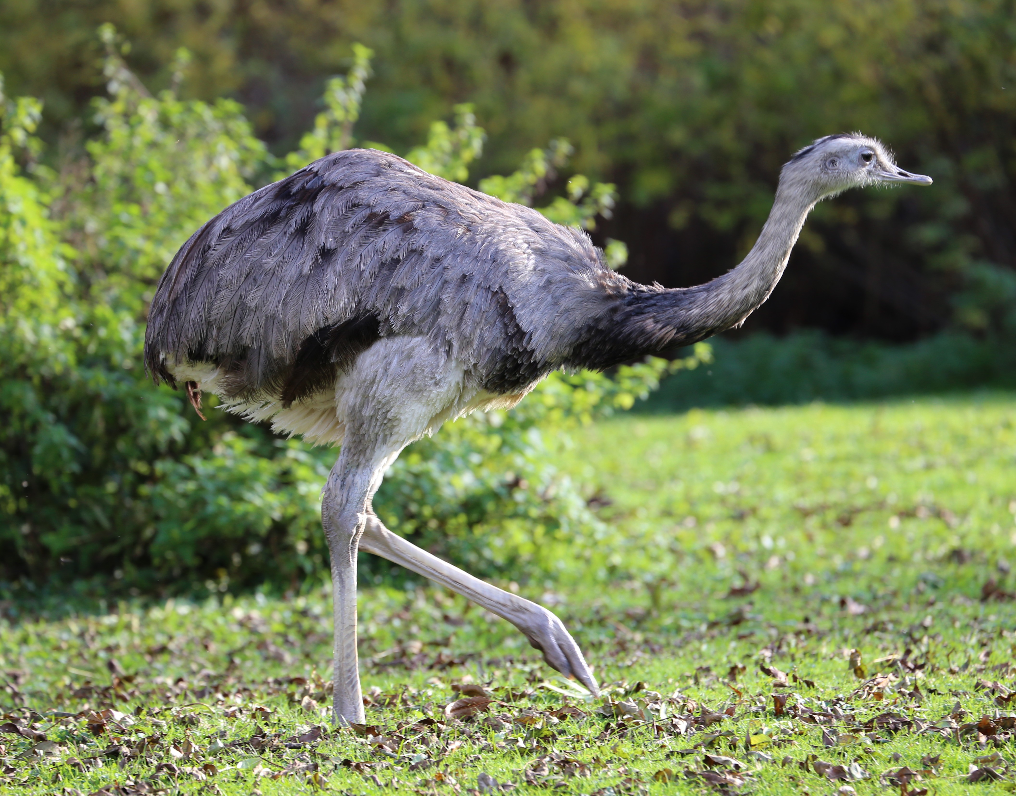 Greater Rhea (Rhea americana) :: BirdWeather