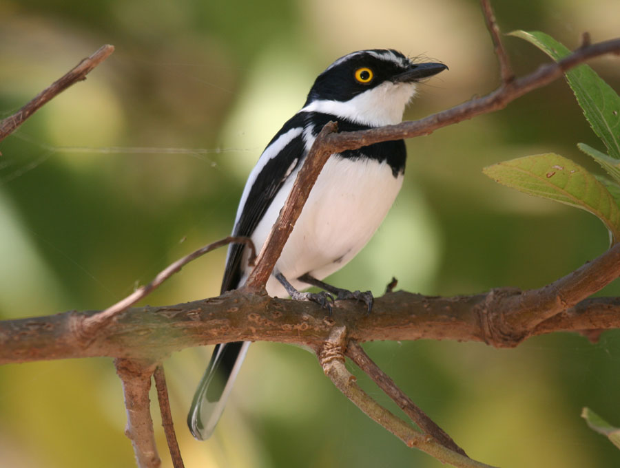 Gray-headed Batis (Batis orientalis) :: BirdWeather