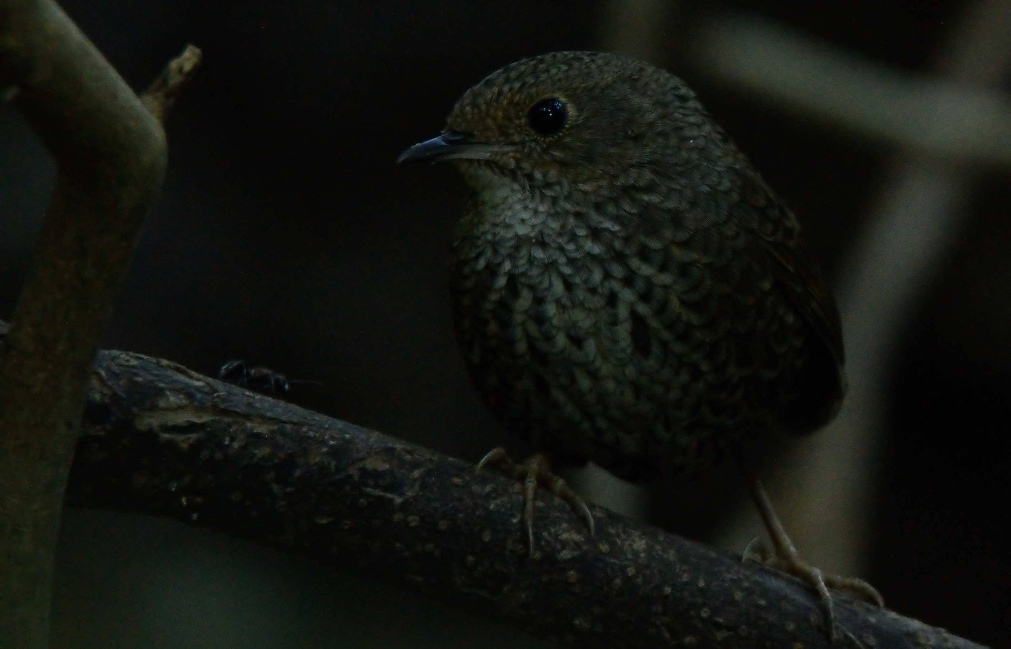 Immaculate Cupwing (Pnoepyga immaculata) :: BirdWeather
