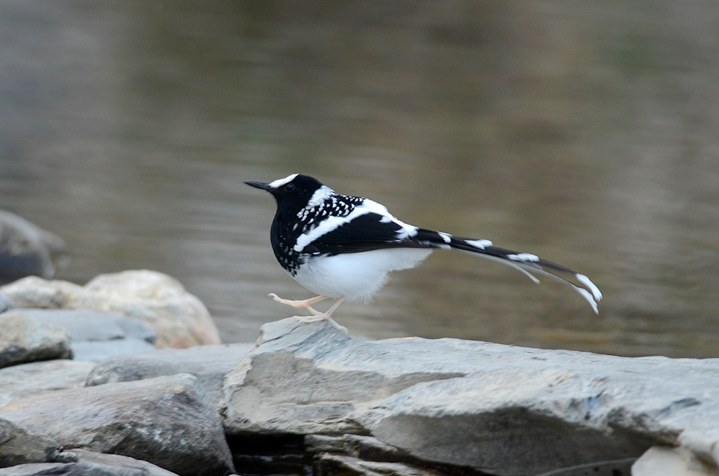 Spotted Forktail (Enicurus maculatus) :: BirdWeather