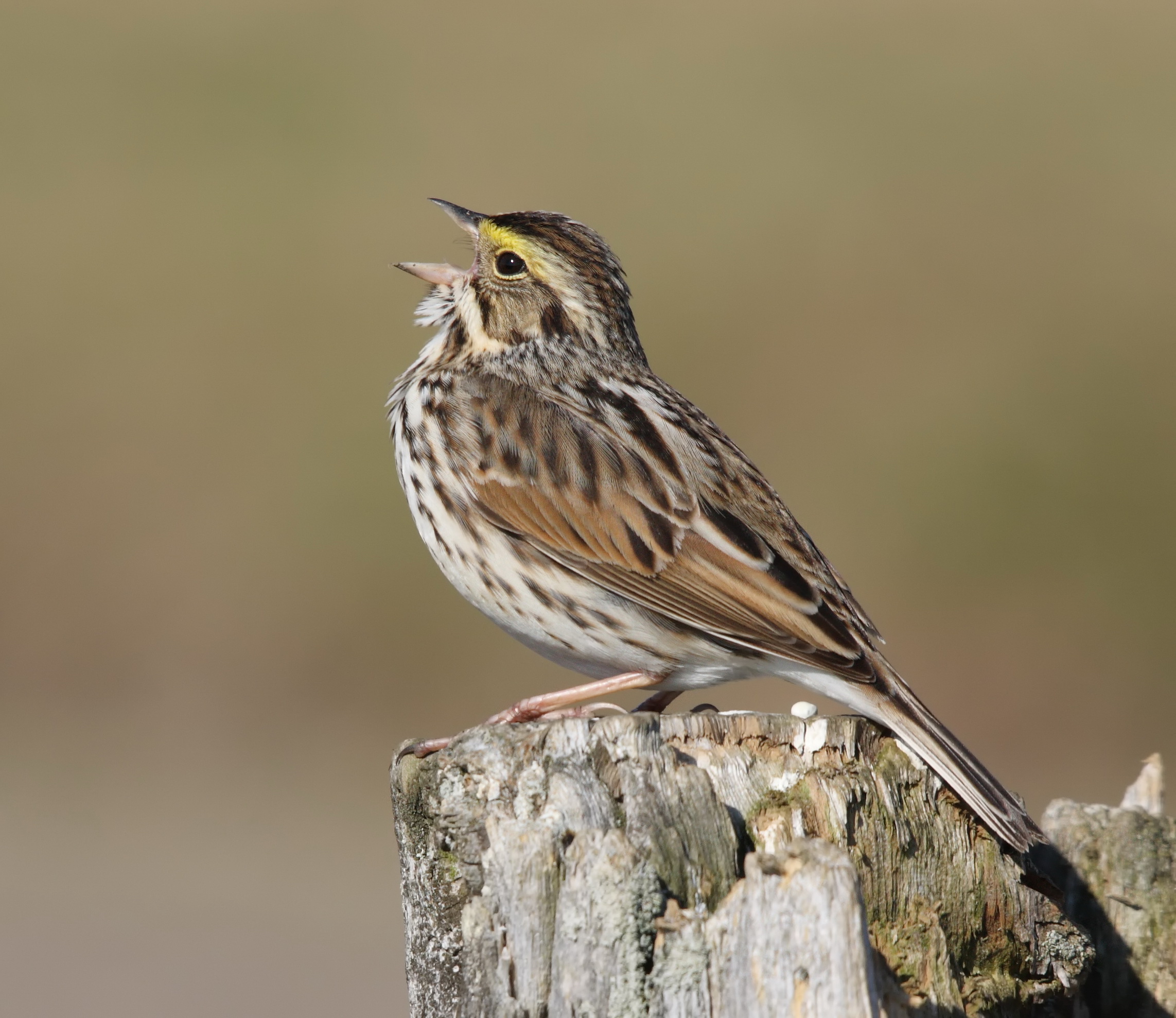 Savannah Sparrow (Passerculus sandwichensis) :: BirdWeather