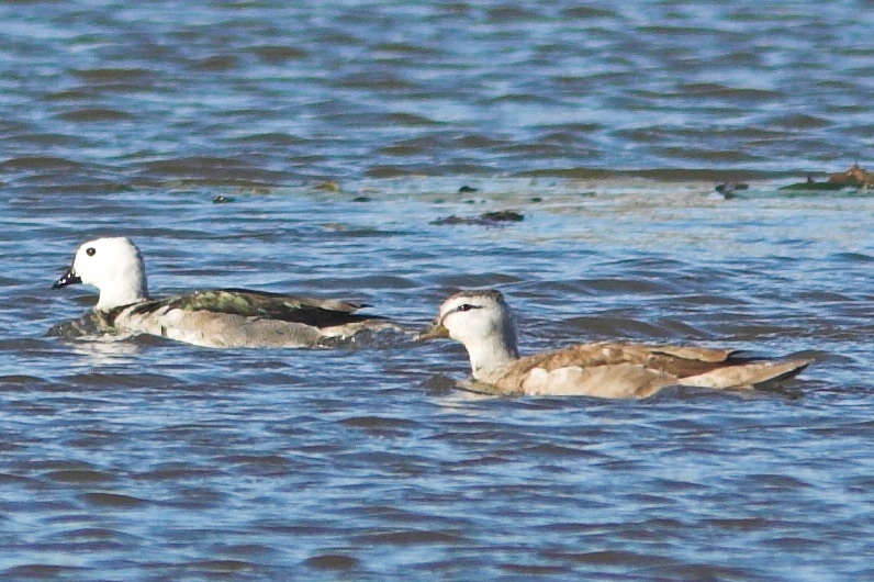 Cotton Pygmy-Goose (Nettapus coromandelianus) :: BirdWeather
