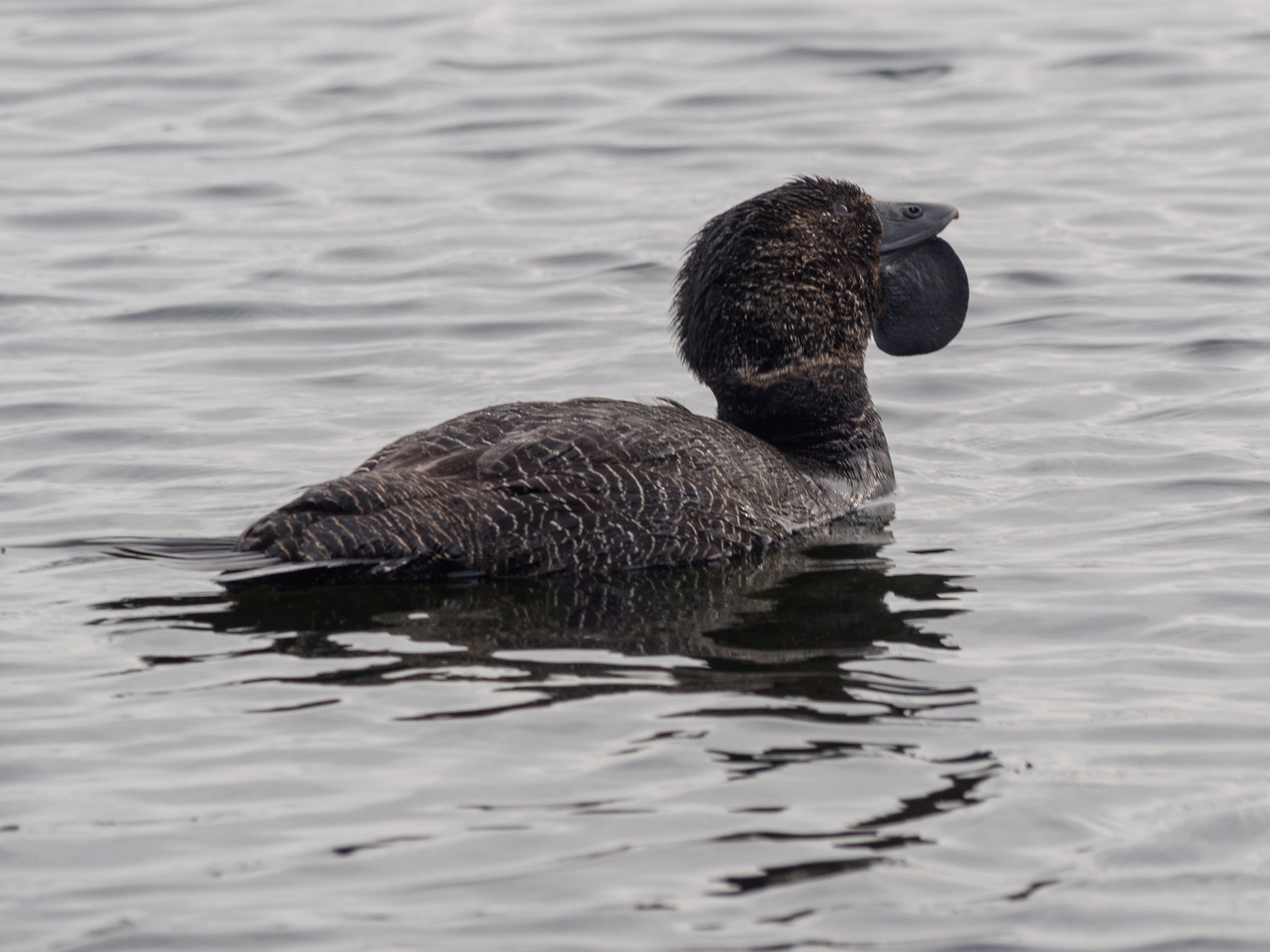 Musk Duck (Biziura lobata) :: BirdWeather