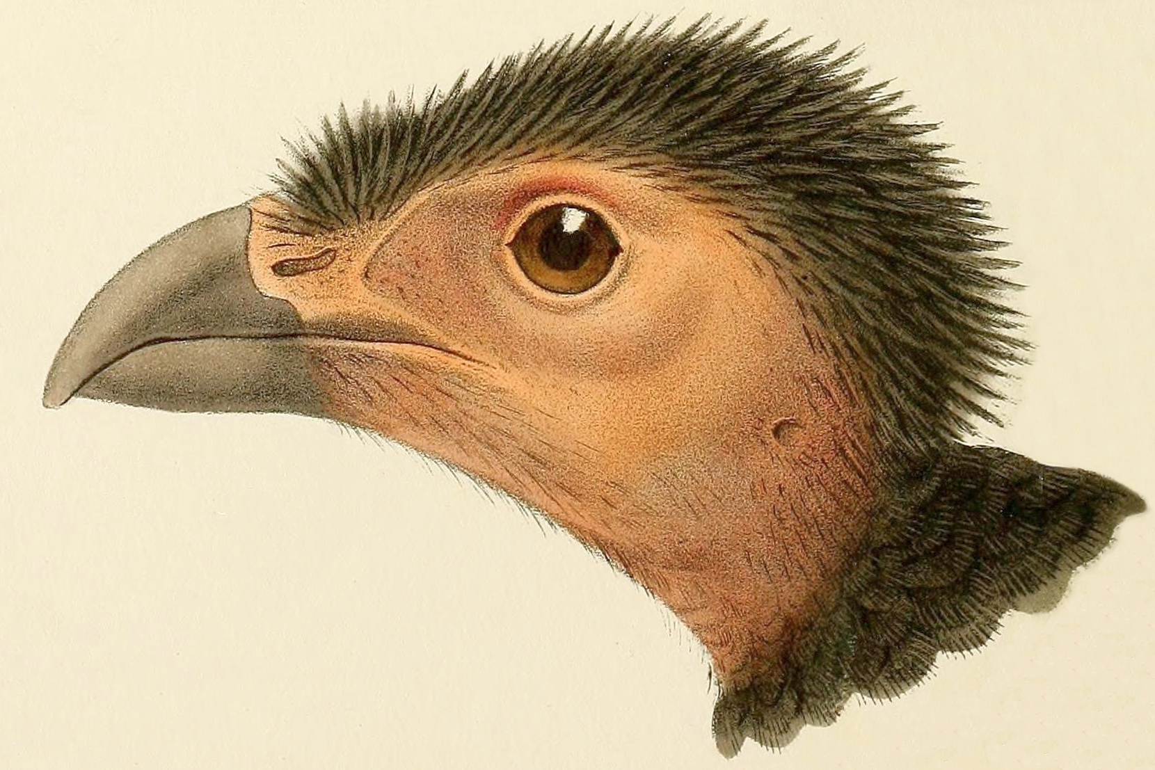 Red-legged Brushturkey (Talegalla jobiensis) :: BirdWeather