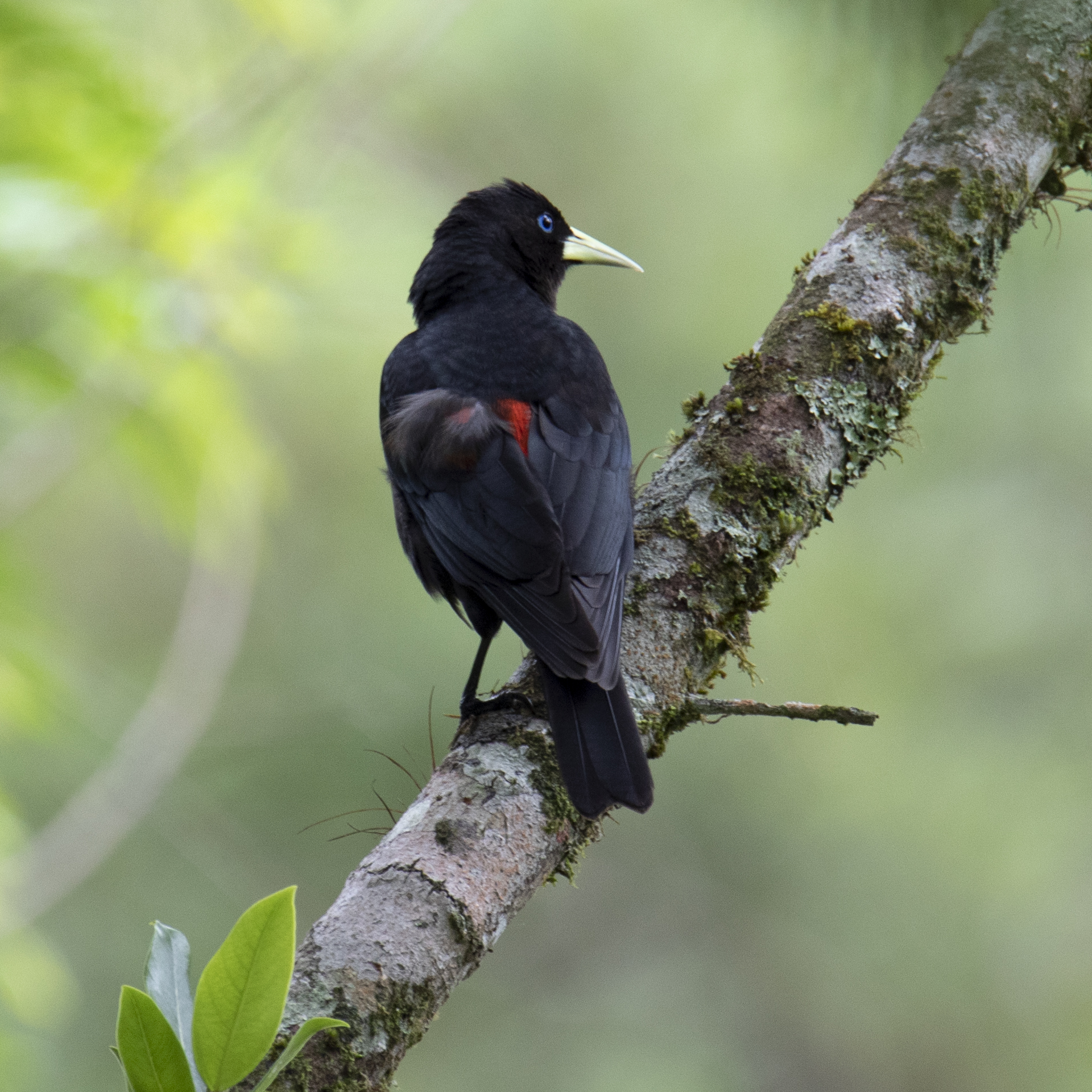Red-rumped Cacique (Cacicus haemorrhous) :: BirdWeather