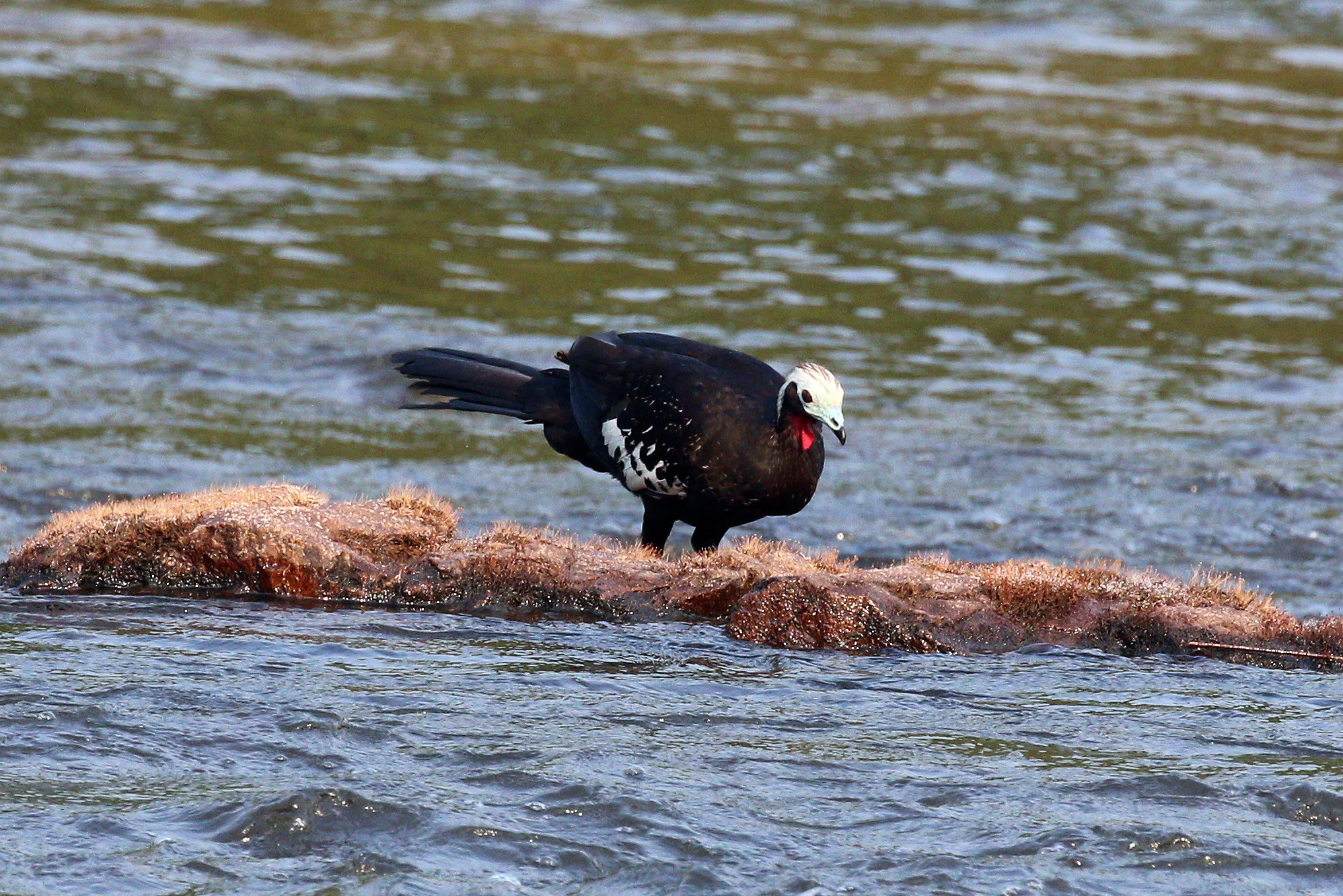 Red-throated Piping-Guan (Pipile cujubi) :: BirdWeather