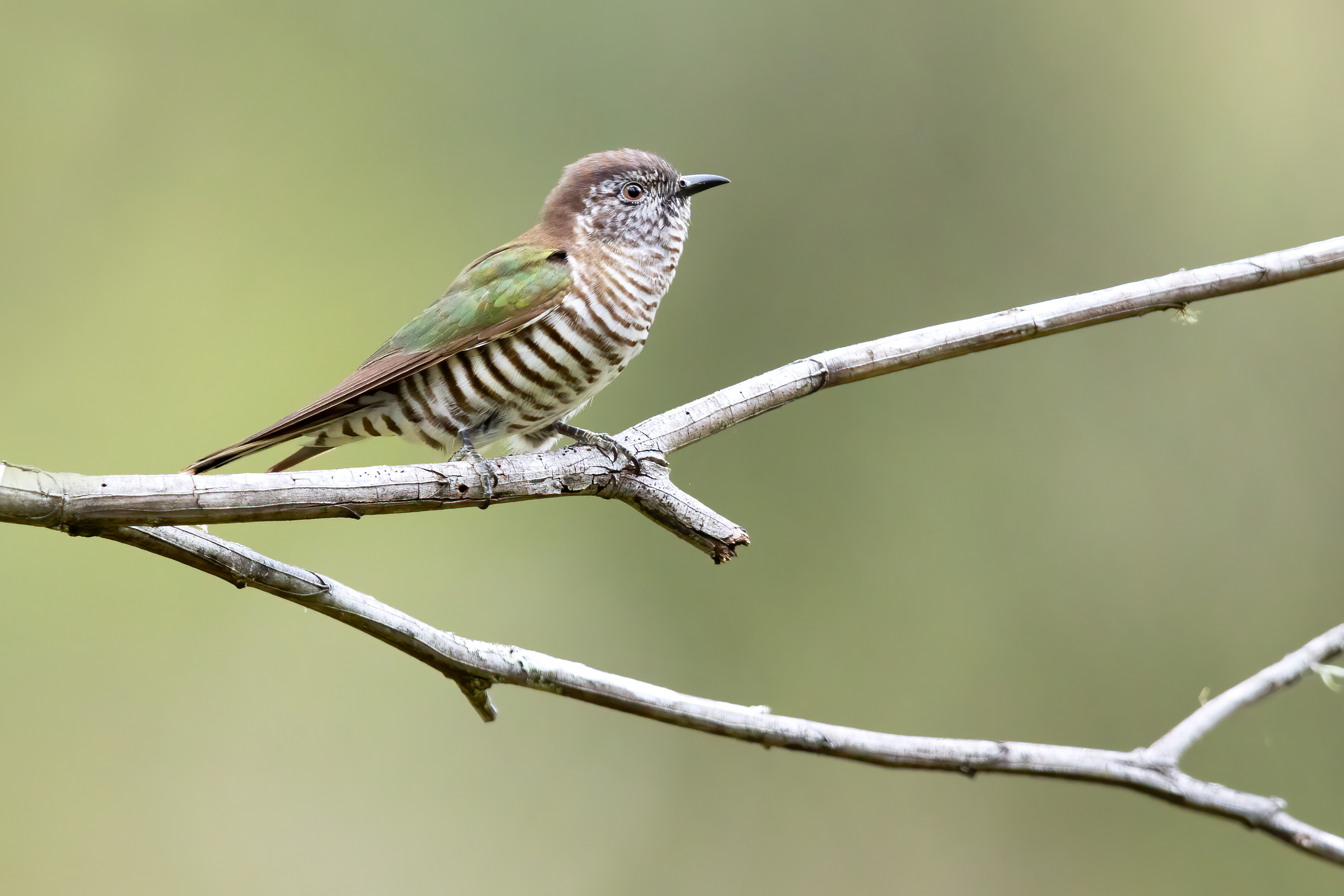 Shining Bronze-Cuckoo (Chrysococcyx lucidus) :: BirdWeather
