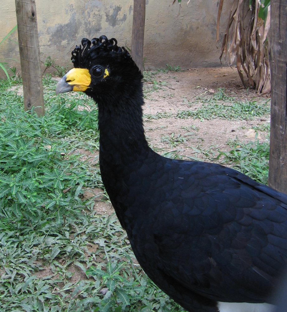 Black Curassow (Crax alector) :: BirdWeather