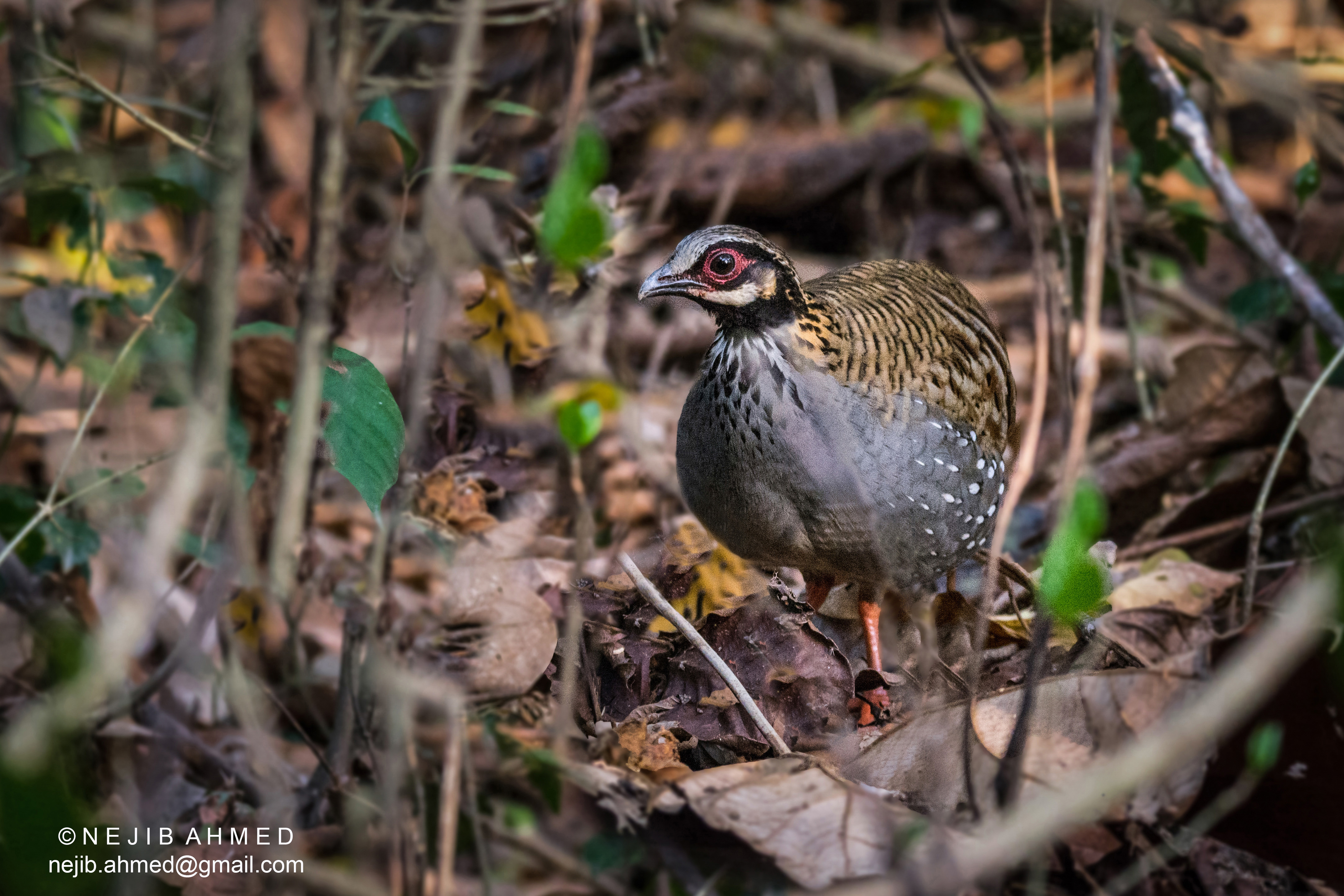 White-cheeked Partridge (Arborophila atrogularis) :: BirdWeather