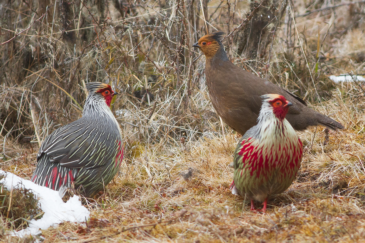 Blood Pheasant (Ithaginis cruentus) :: BirdWeather