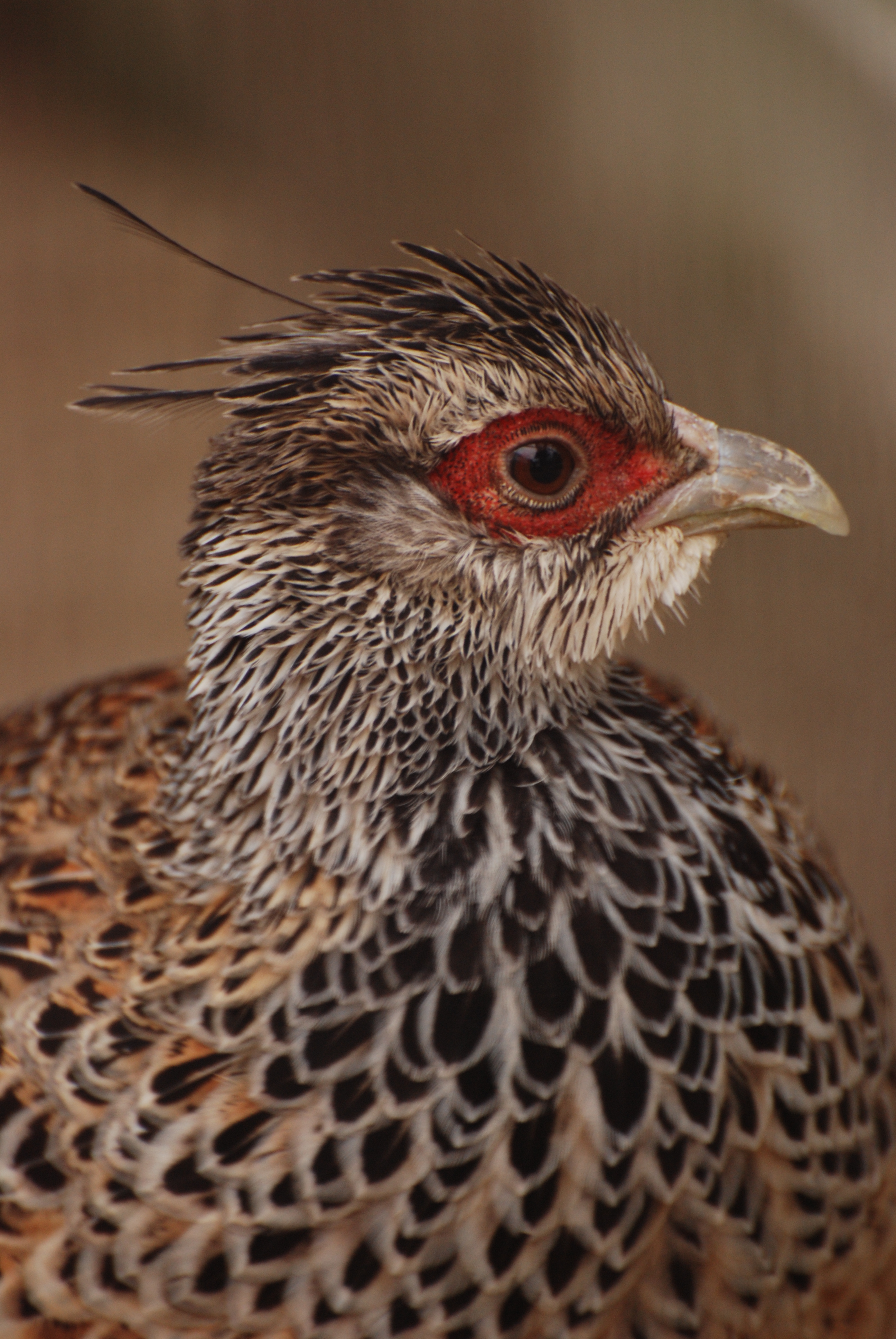 Cheer Pheasant (Catreus wallichii) :: BirdWeather