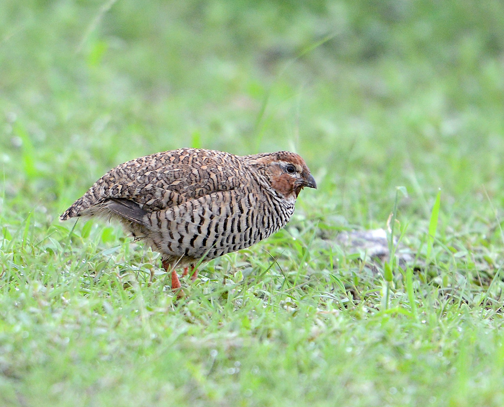 Rock Bush-Quail (Perdicula argoondah) :: BirdWeather