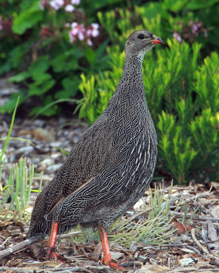 Cape Francolin (Pternistis capensis) :: BirdWeather