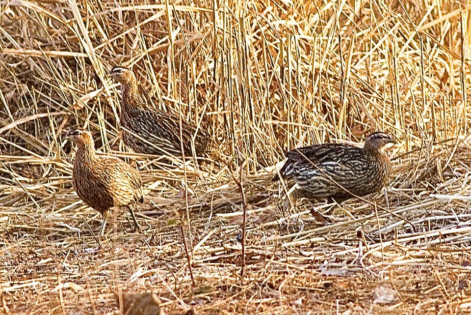 Double-spurred Francolin (Pternistis bicalcaratus) :: BirdWeather
