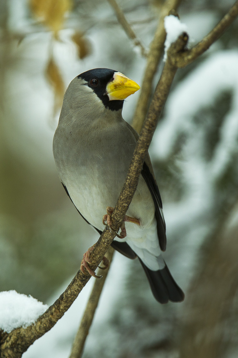 Japanese Grosbeak (Eophona personata) :: BirdWeather