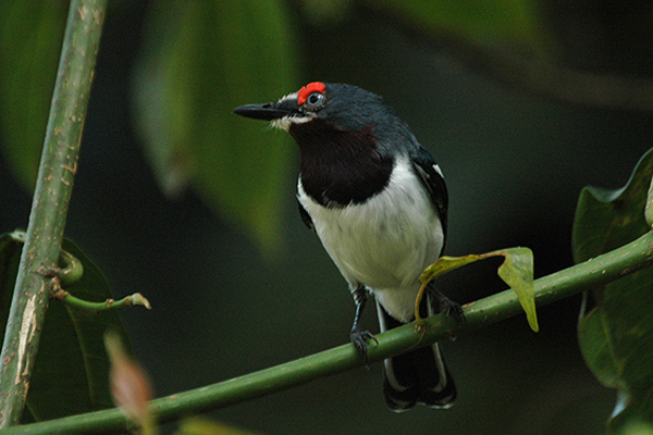 Brown-throated Wattle-eye (Platysteira cyanea) :: BirdWeather