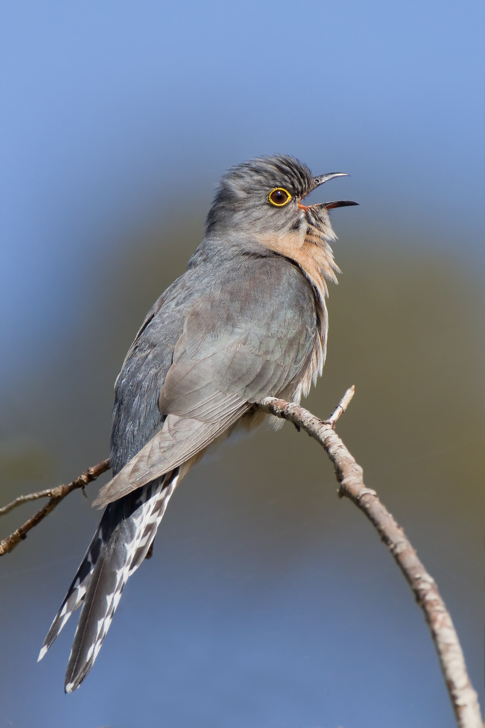 Fan-tailed Cuckoo (Cacomantis flabelliformis) :: BirdWeather