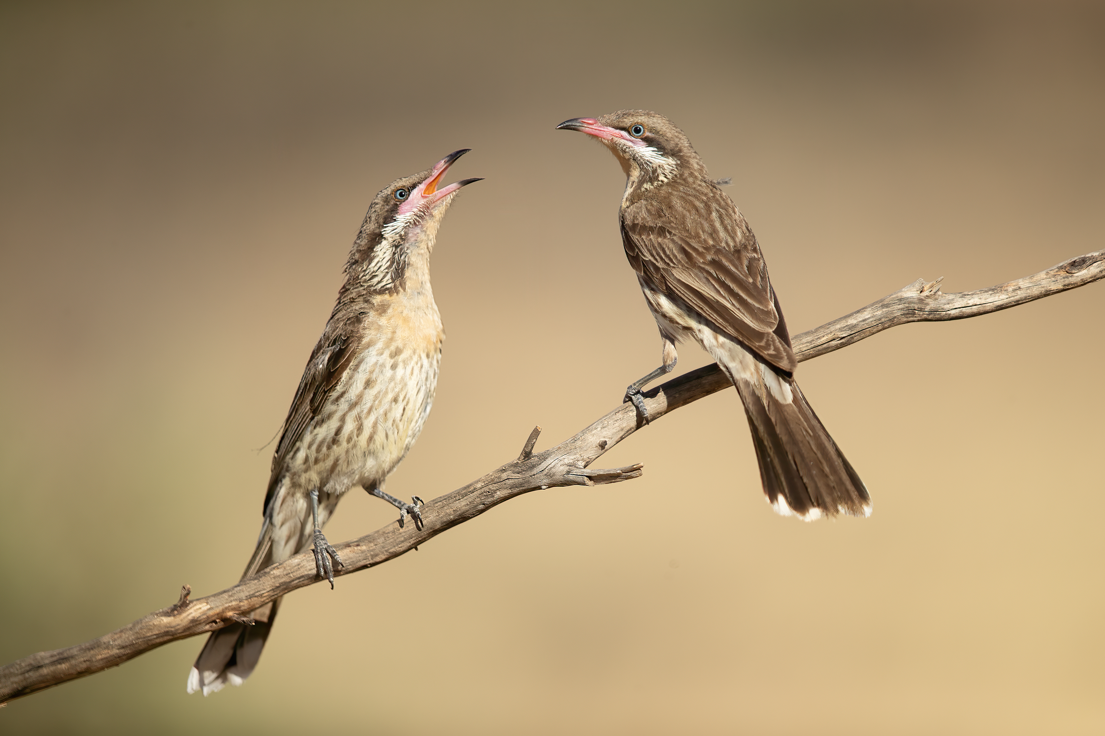 Spiny-cheeked Honeyeater (Acanthagenys rufogularis) :: BirdWeather