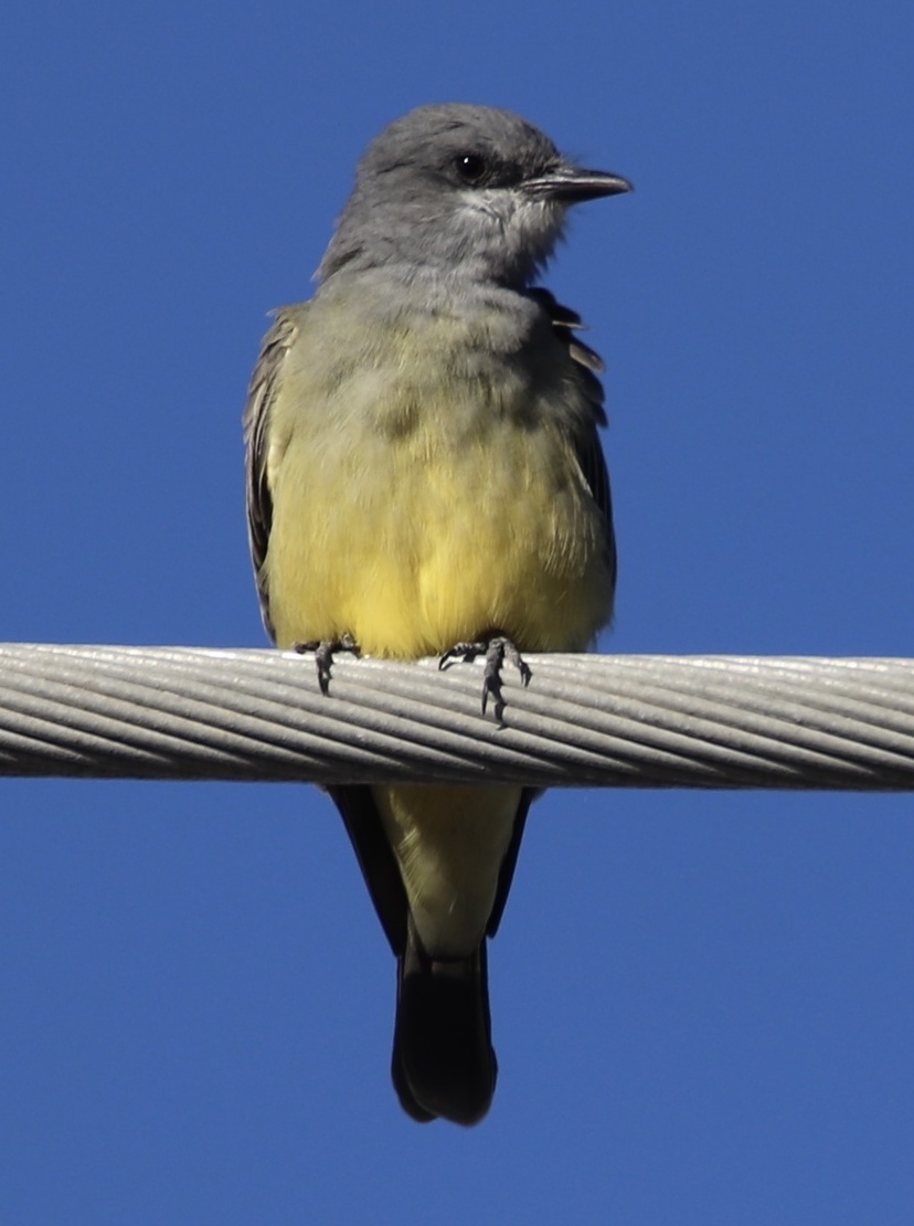 Cassin's Kingbird (Tyrannus vociferans) :: BirdWeather