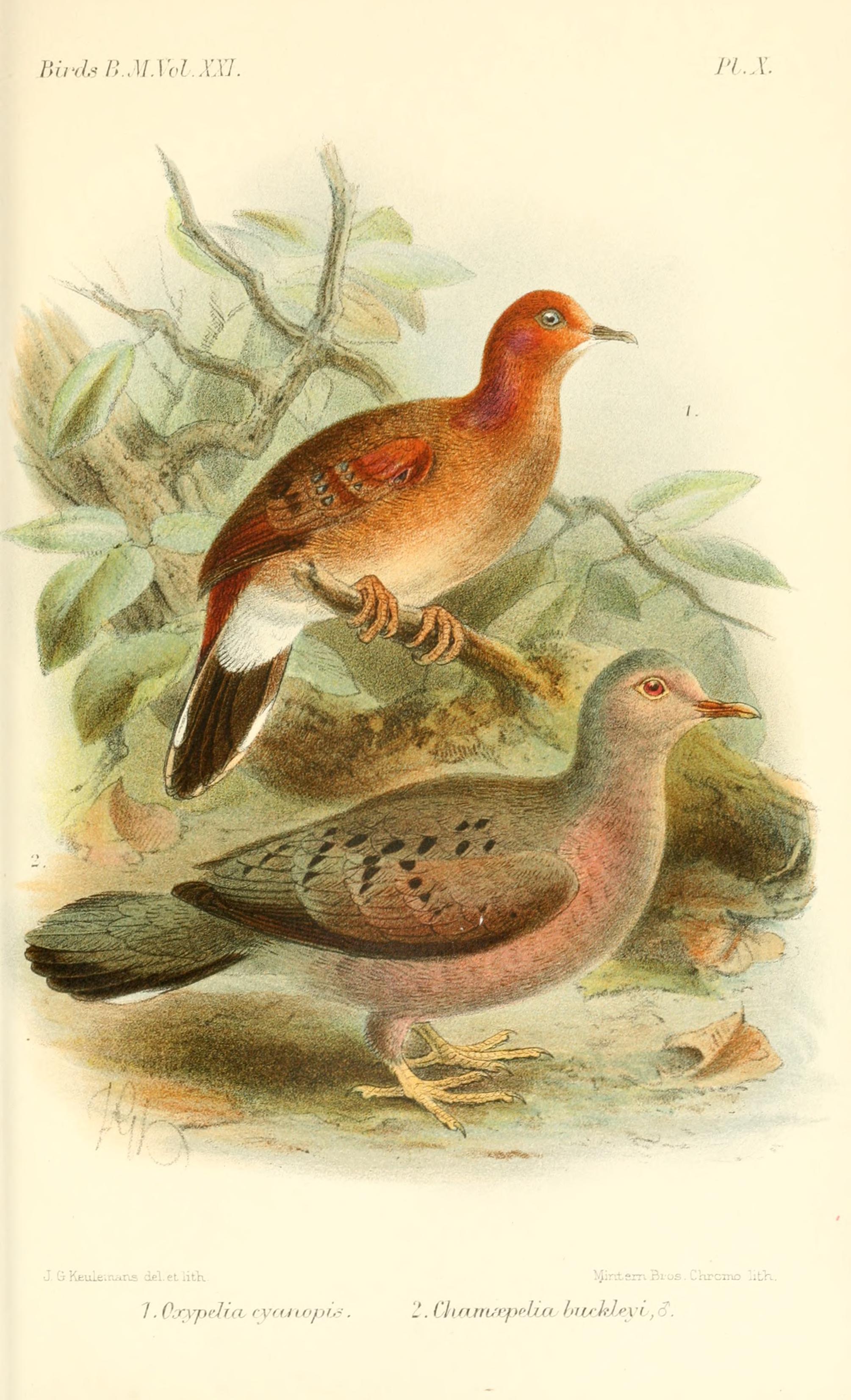 Blue-eyed Ground Dove (Columbina cyanopis) :: BirdWeather
