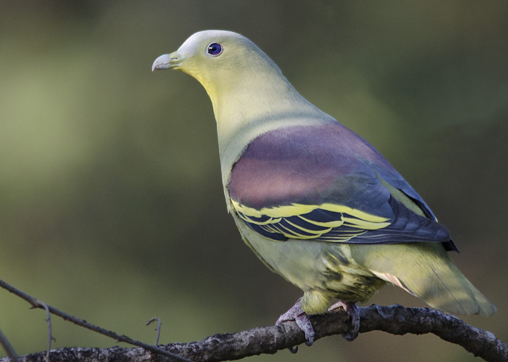 Gray-fronted Green-Pigeon (Treron affinis) :: BirdWeather