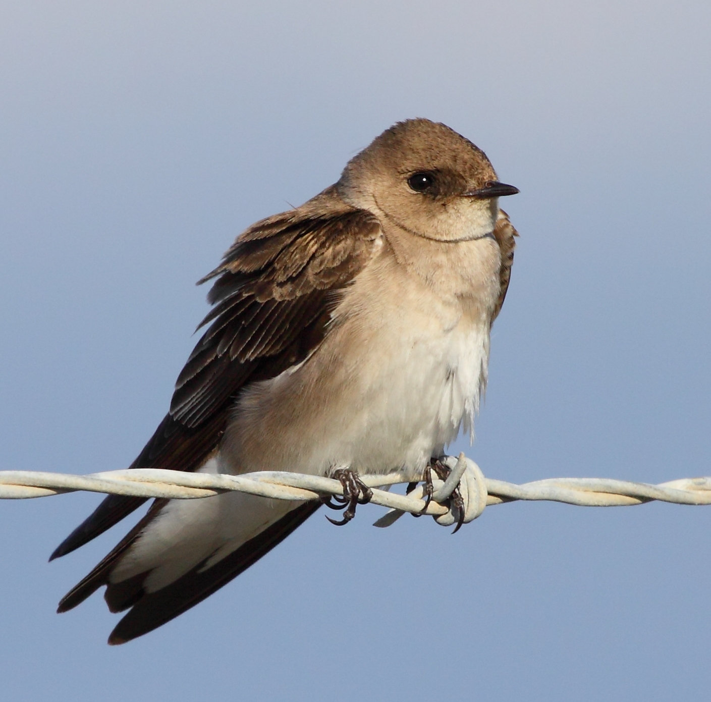 Northern Rough-winged Swallow (Stelgidopteryx serripennis) :: BirdWeather