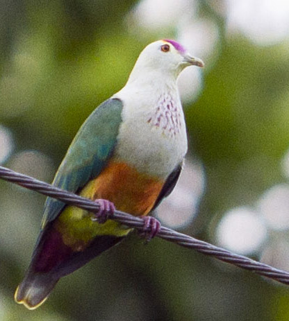 Palau Fruit-Dove (Ptilinopus pelewensis) :: BirdWeather