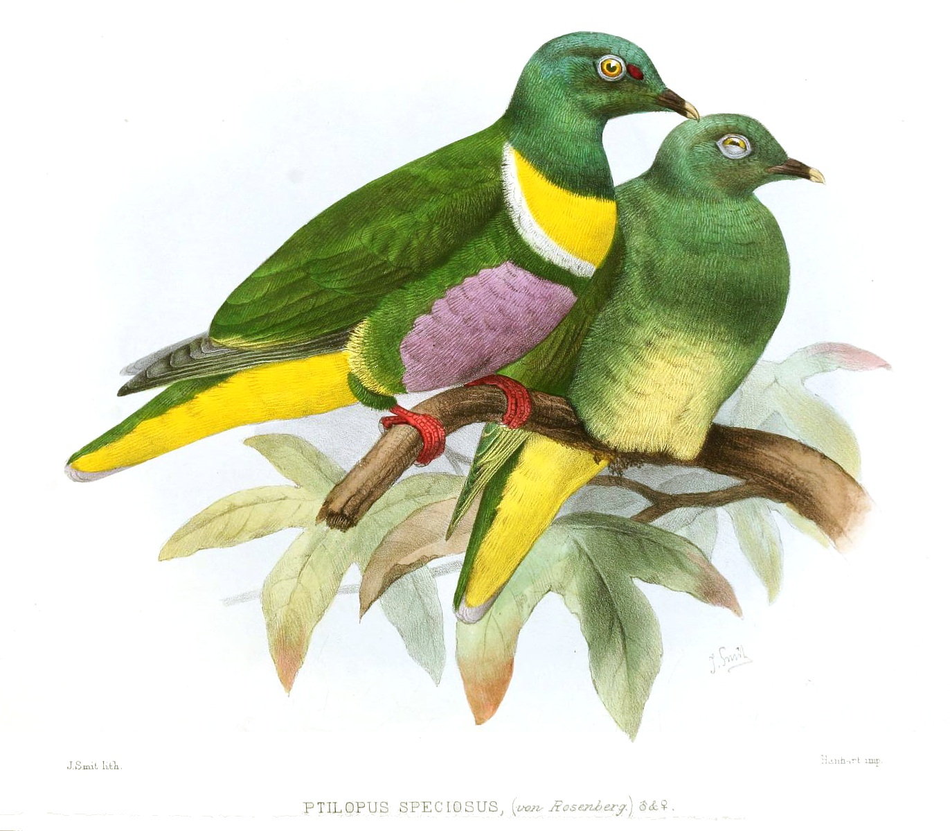 Yellow-bibbed Fruit-Dove (Ptilinopus solomonensis) :: BirdWeather