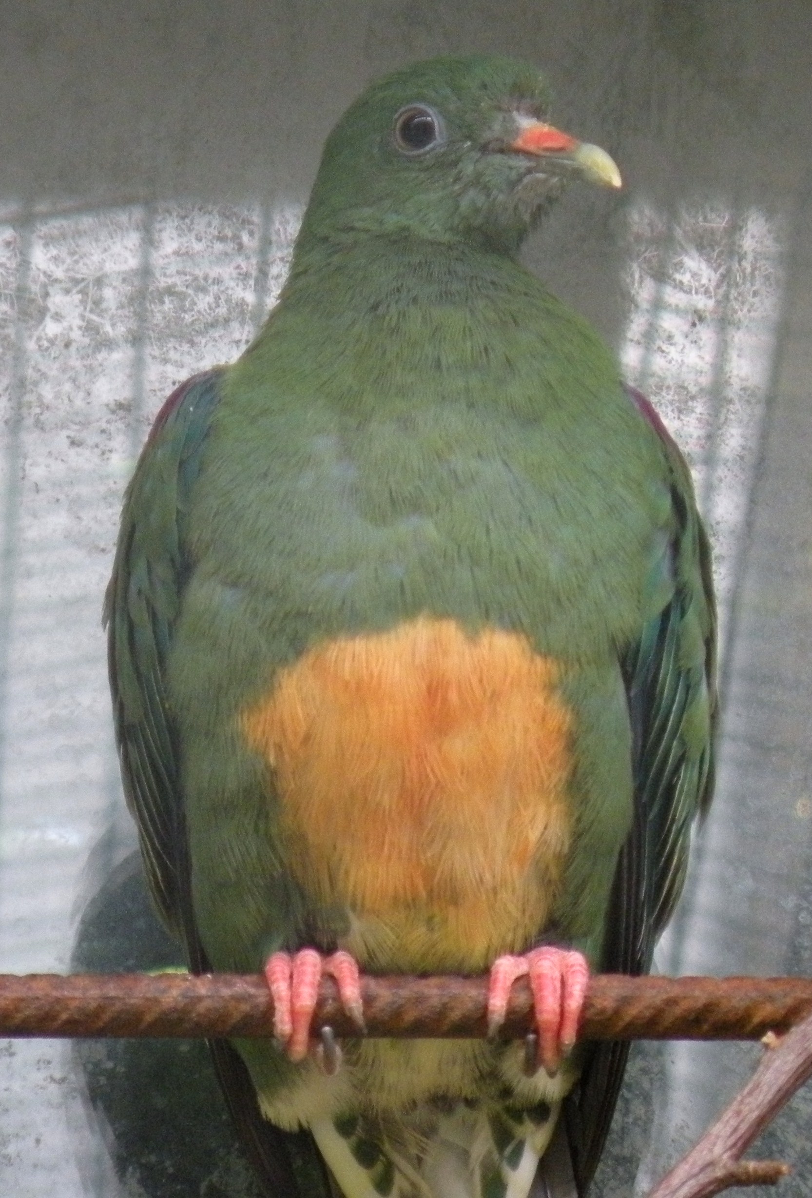 Orange-bellied Fruit-Dove (Ptilinopus iozonus) :: BirdWeather