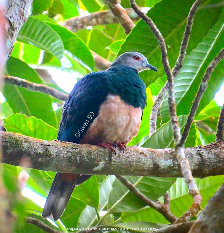 Pink-bellied Imperial-Pigeon (Ducula poliocephala) :: BirdWeather