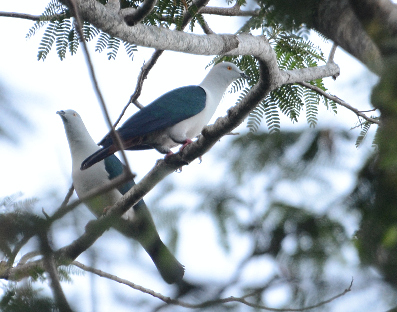 Elegant Imperial-Pigeon (Ducula concinna) :: BirdWeather