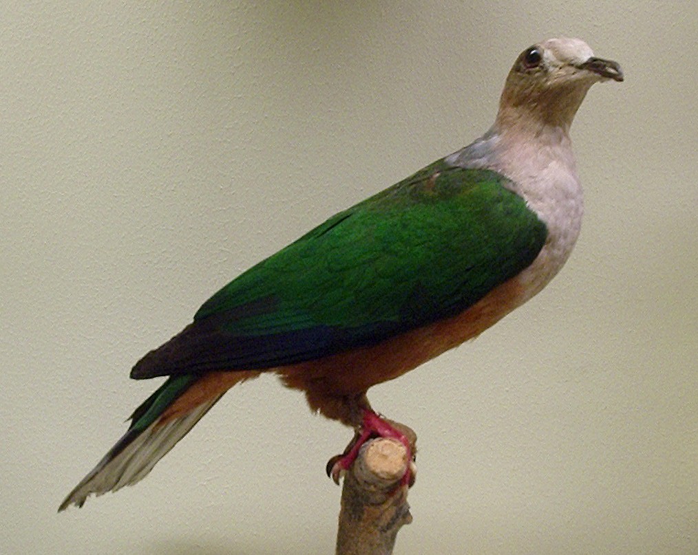 Cinnamon-bellied Imperial-Pigeon (Ducula basilica) :: BirdWeather