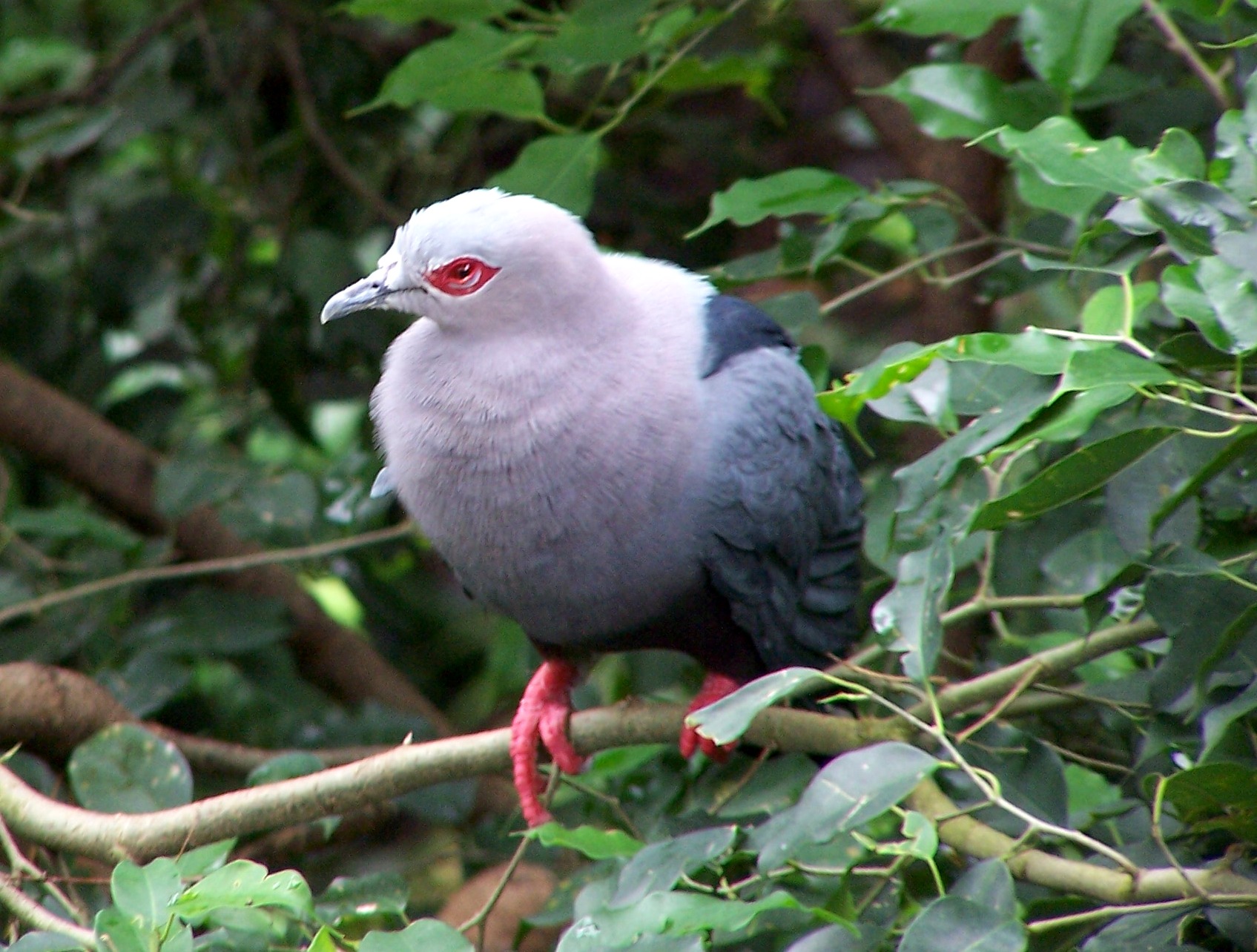 Pinon's Imperial-Pigeon (Ducula pinon) :: BirdWeather